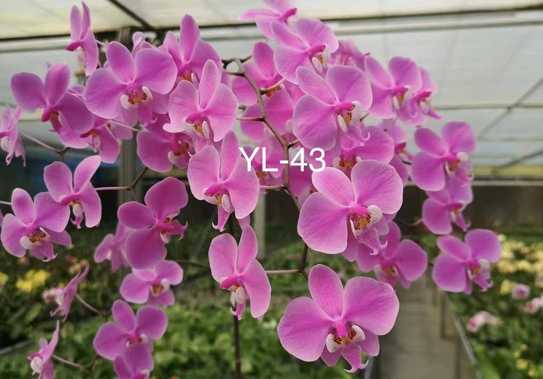 Phal. Schilleriana ‘rose Perfume', Mottled Leaves, Rosey Fragrance ...