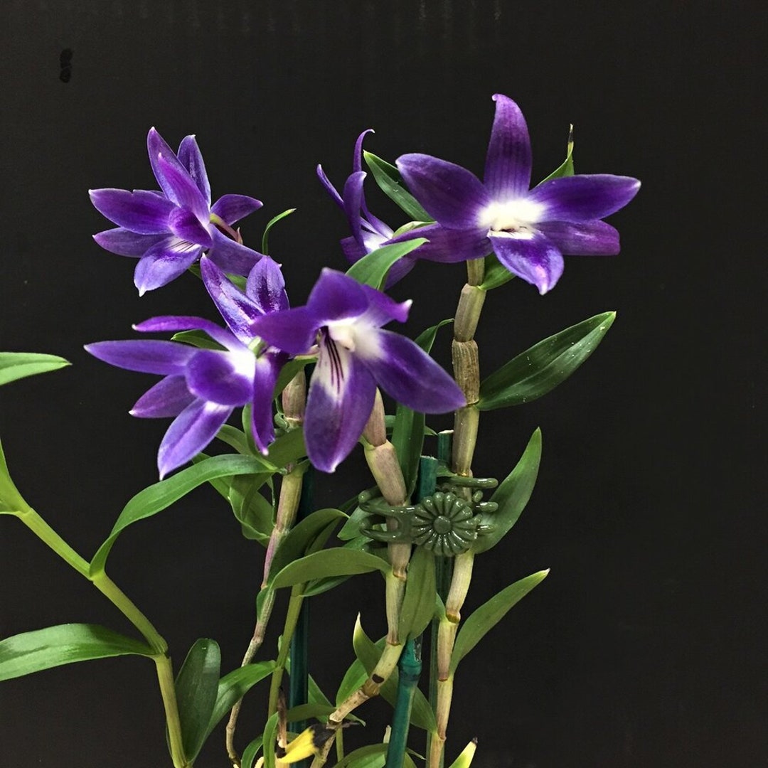Very Rare! Dendrobium Victoria-reginae X Sib, Purple Blue Color and ...
