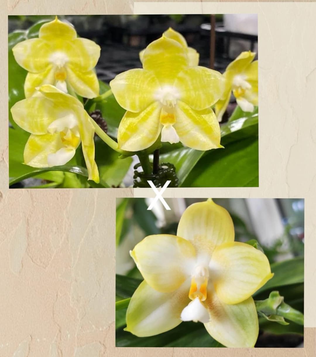 Phal. Mituo Golden Tiger 'yellow Dragon' X Phal. Yungho Gelb Canary ...