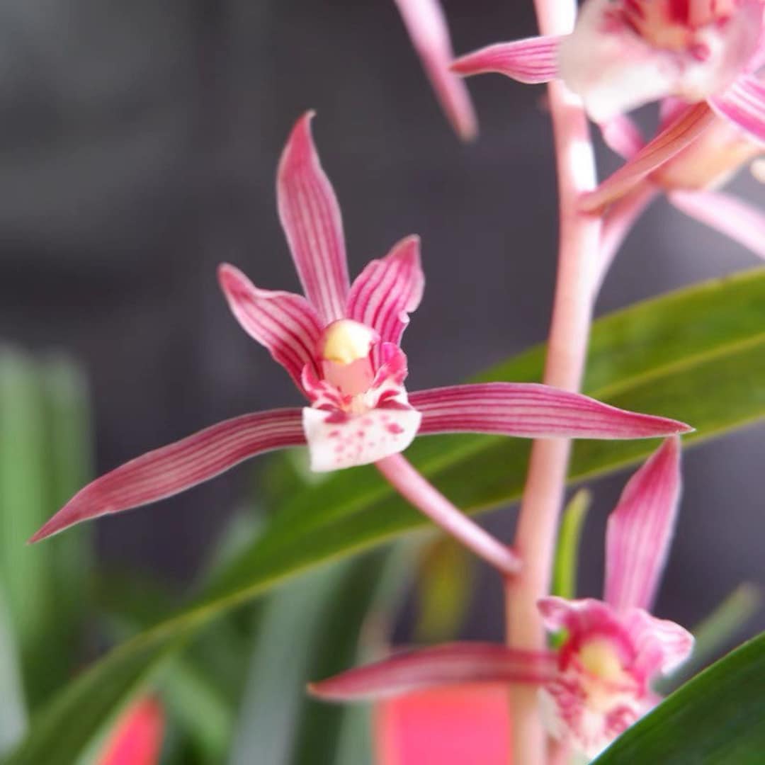 Cymbidium Sinense ‘tao Ji’ (peach Beauty) 墨兰 ‘桃姬’, Very Pretty Pink ...
