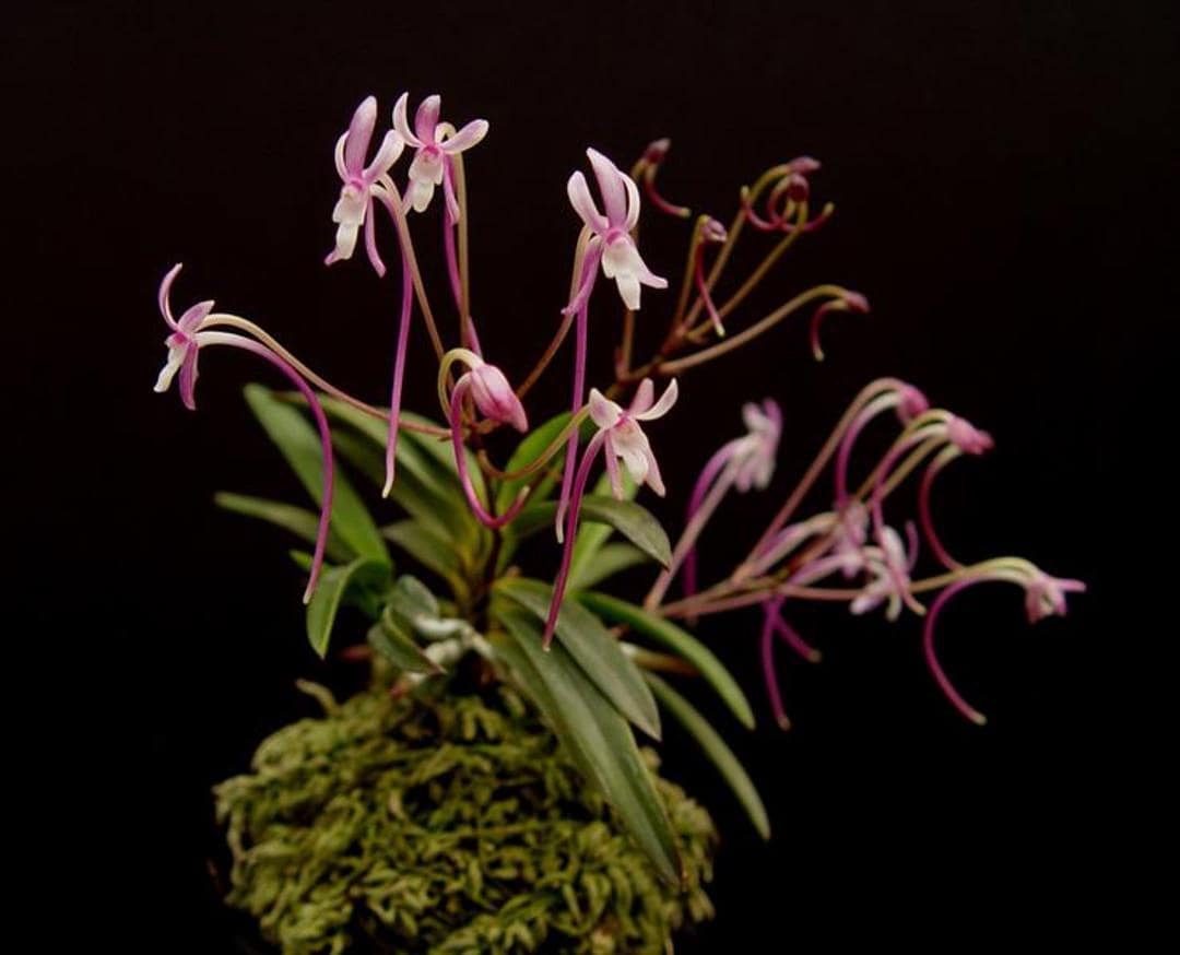 Neofinetia Falcata 'benitengu' 紅天狗, Japanese Style Orchid, Pink Flowers ...