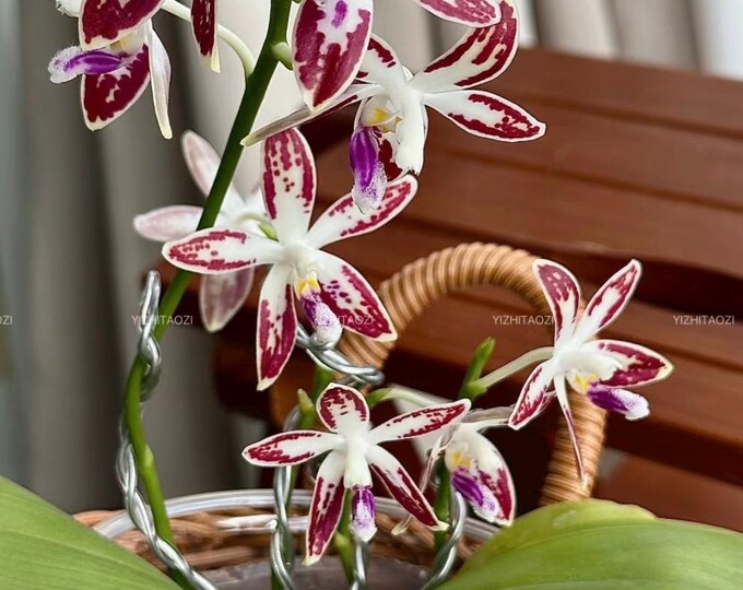 In Spike! Phal. Speciosa F. Coerulea X Phal. Corningiana F.coerulea ...