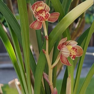 Cymbidium Ensifolium “red Moon” 建兰/四季兰 ‘红月’- Very Flagrant - Etsy