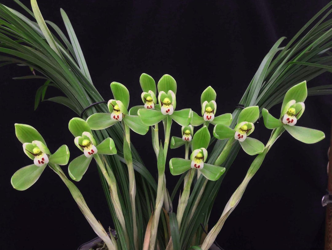 Cymbidium Goeringii ‘long Zi (mr. Dragon)’ 春兰铭品 ‘龙字’ — “四大天王”& “国兰双壁 ...