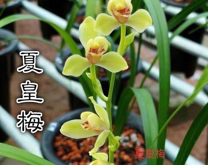 Cymbidium Ensifolium ‘xia Huang Mei’, 建兰 ‘夏皇梅’, 四季兰八大铭品之首 Easy to Bloom ...