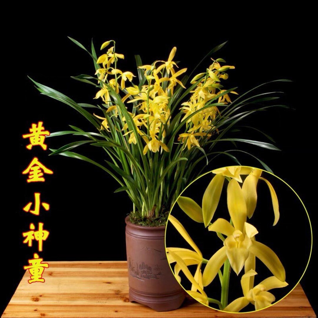 Cymbidium Ensifolium Hybrid ‘golden Elf’ HCC/AOS, ‘黄金小神童爪’, Golden Tip ...