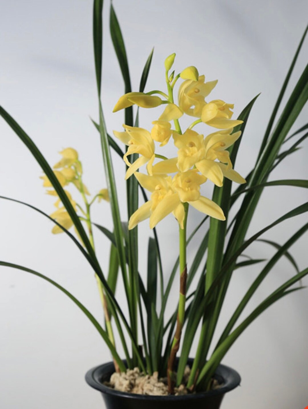 Cymbidium Ensifolium Hybrid ‘golden Elf’ HCC/AOS, ‘黄金小神童爪’, Golden Tip ...