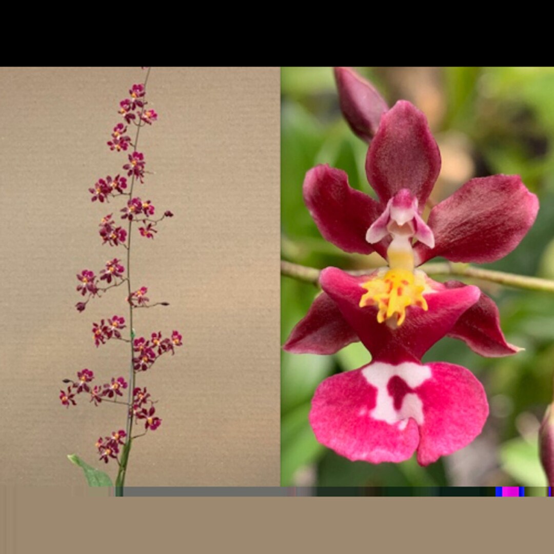 In Spike Onc. Tariflor Lady 'pretty Girl', Amazing Sweet Fragrance - Etsy