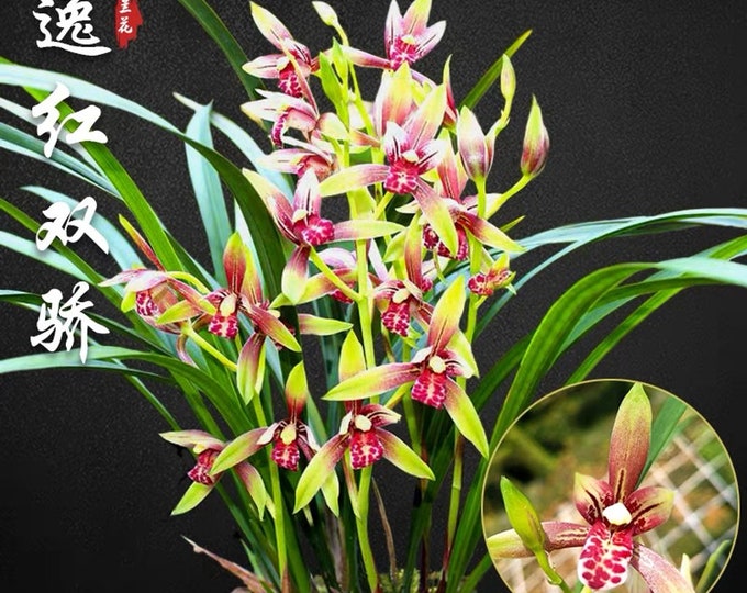 Beginner Friendly! Cymbidium Ensifolium “yi Hong Shuang Jiao (xiao Guo ...