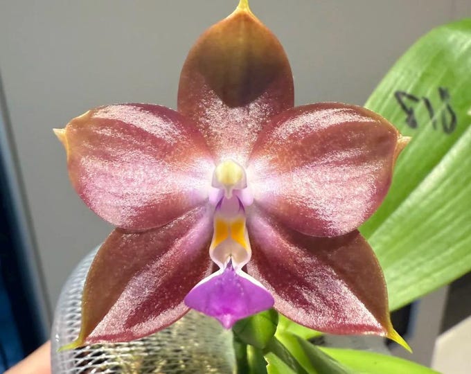 Phal. Mituo 24 Solar Terms ’ Cold Dew‘ (MO818), Pretty and Very ...