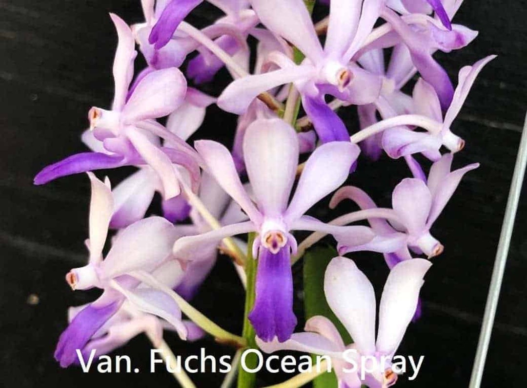 Mini Van. Fuchs Ocean Spray ( Van. Lou Sneary X Rhy. Coelestis ...