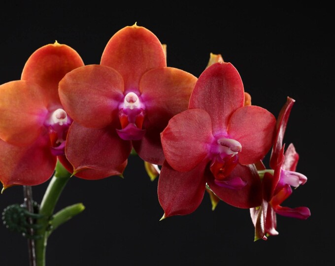 In Spike/bloom! Phal. Mituo Sun Queen ‘mituo #3' AM/AOS, Waxy Flowers ...