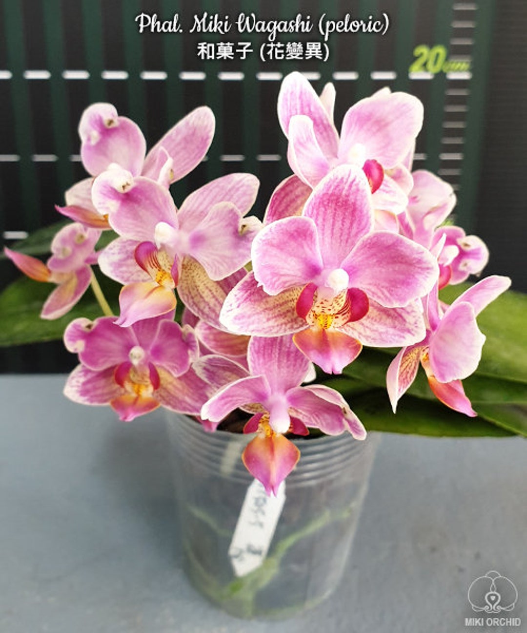 Phal. Miki Wagashi peloric Fragrant Multiflora - Etsy