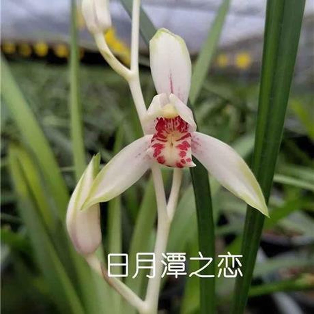 Cymbidium Ensifolium princess of Sun-moon Lake, 建兰 日月潭之恋 Easy to Bloom ...