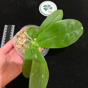 In Spike! Phal. Bellina Pink X Sib, Very Pretty and Fragrant - Etsy