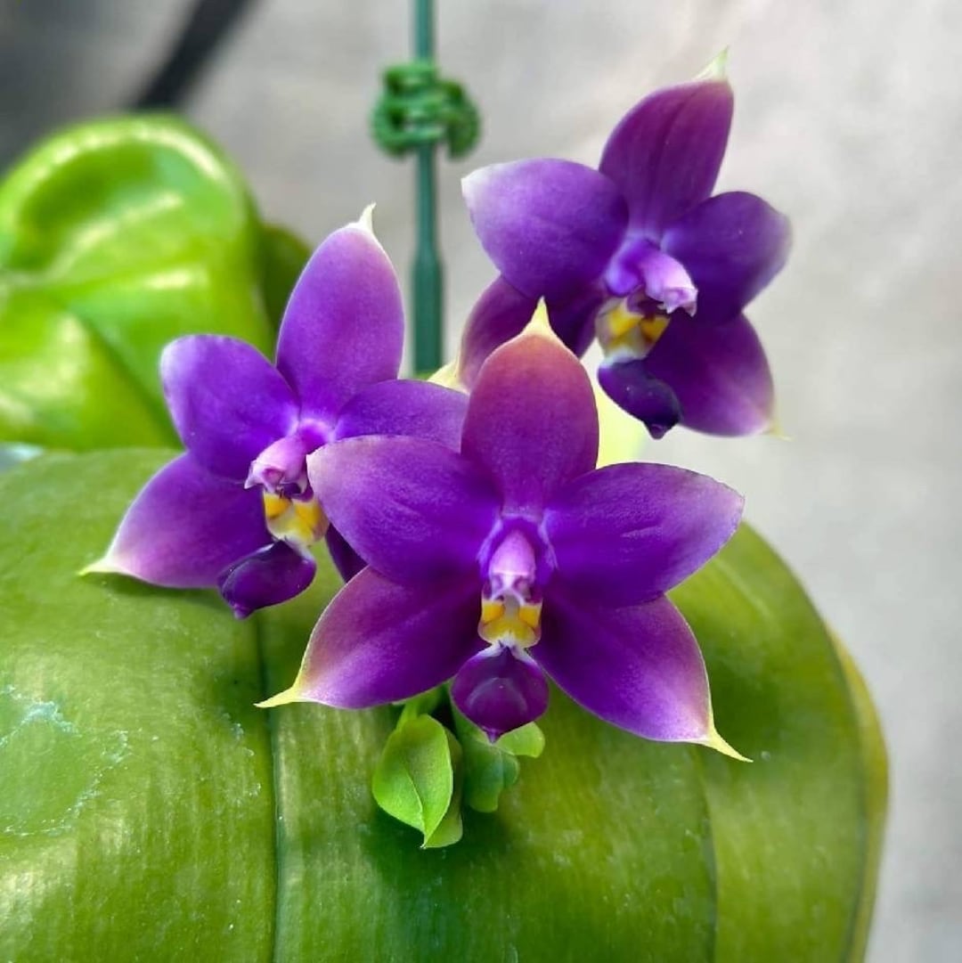 In Spike! Phal. Violacea Var. Indigo 'blue Diamond', Blue Color and ...