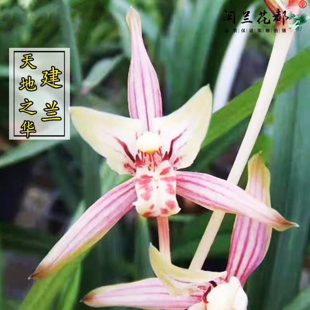 Cymbidium Ensifolium ‘tian Di Zhi Hua’, 建兰 ‘’天地之华’, Easy to Bloom and ...
