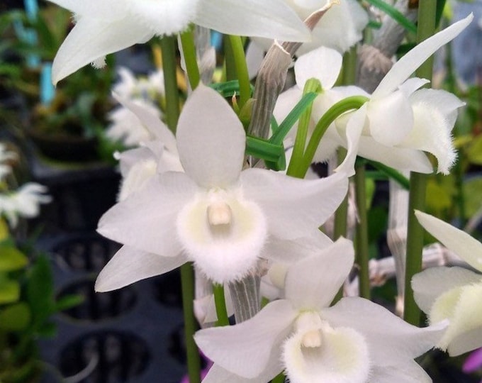 Den. Parishii Fma. Album, Rare Orchid Species, Very Pleasant Fragrance ...