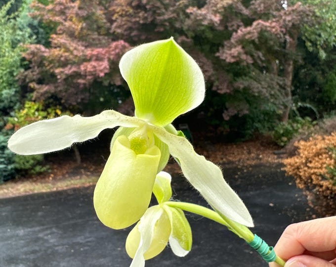 In Spike/bud! Paph. Joseito X Toni Semple, Sequential Blooming - Etsy