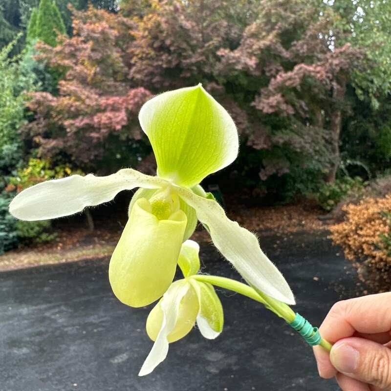 Paphiopedilum - Etsy