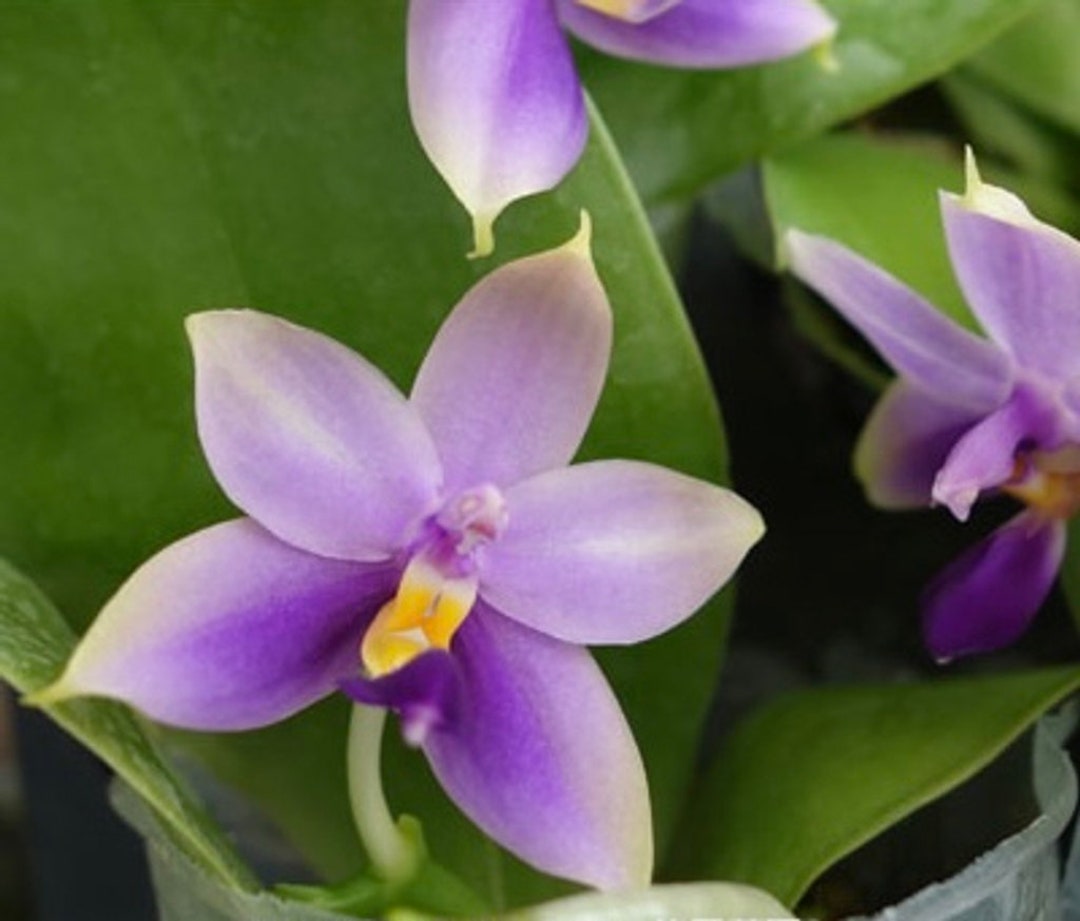 In Spike Phal. Samera Blue POM, Very Fragrant - Etsy