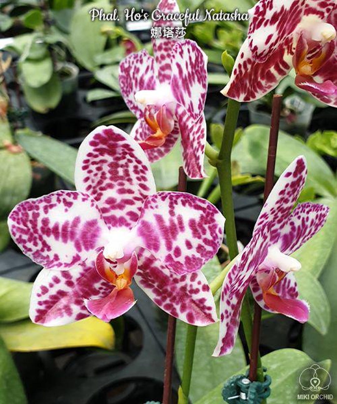 Phal. Ho's Graceful Natasha, Big Waxy and Fragrant Flowers - Etsy