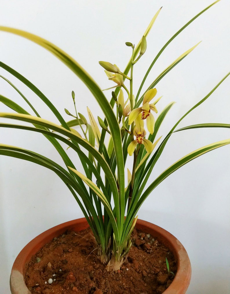 Cymbidium Ensifolium xiao Tao Hong With Golden Leave Edge - Etsy