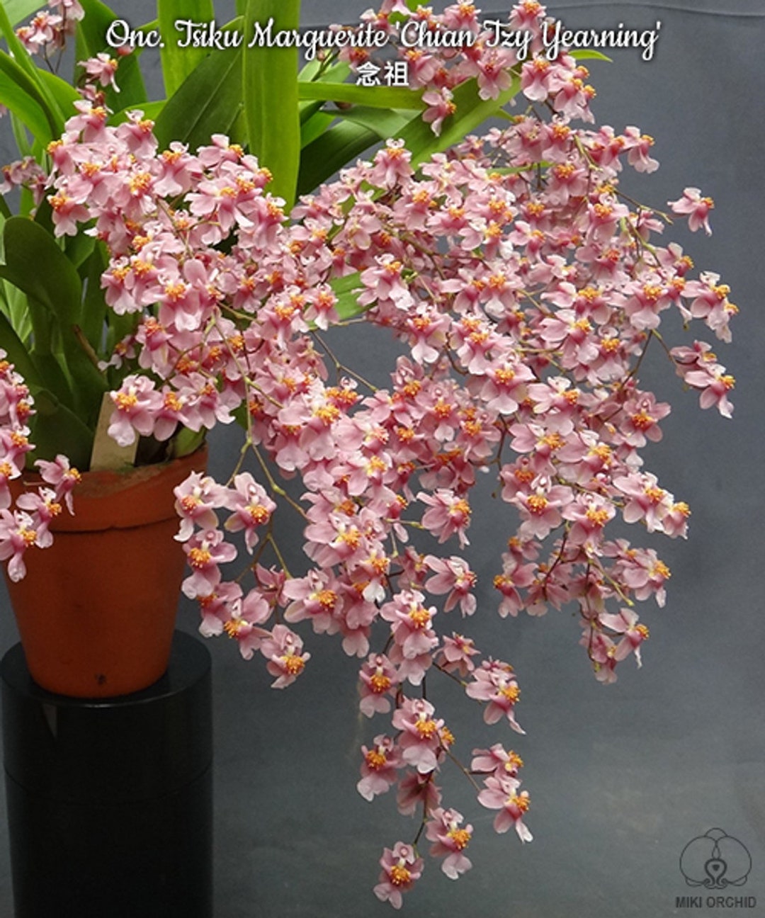 In Spike! Onc. Tsiku Marguerite Chian-tzy Yearning, Amazing Fragrance ...