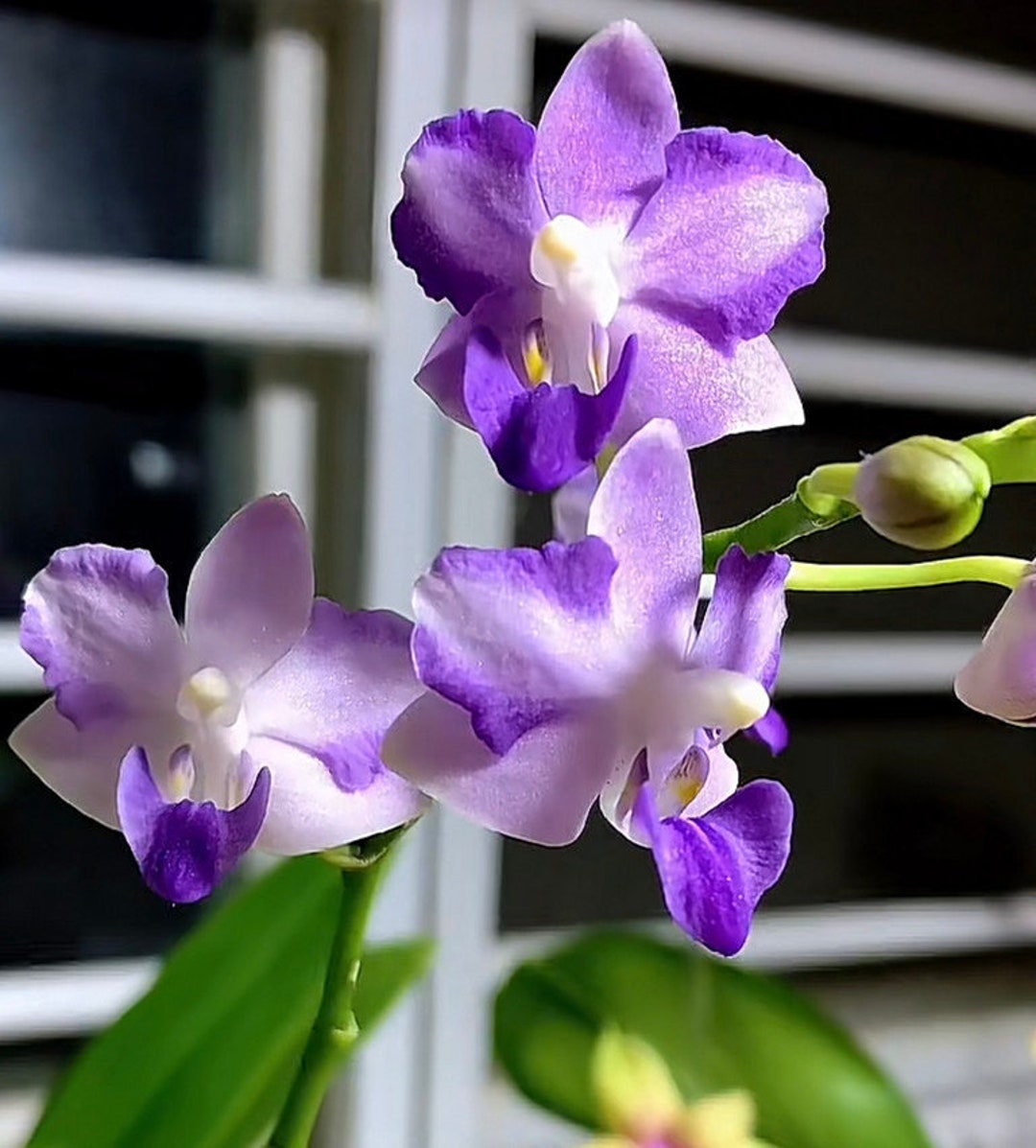 In Spike Phal. Tying Shin Blue Jay, Purple/blue Flowers, Multifloral ...