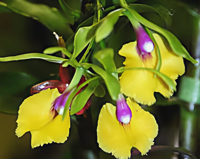 Epicattleya Rene Marques 'flame Thrower' HCC/AOS - Etsy