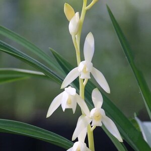 Cymbidium Ensifolium “qing Shan Yu Quan (green Mountain Jade Spring ...