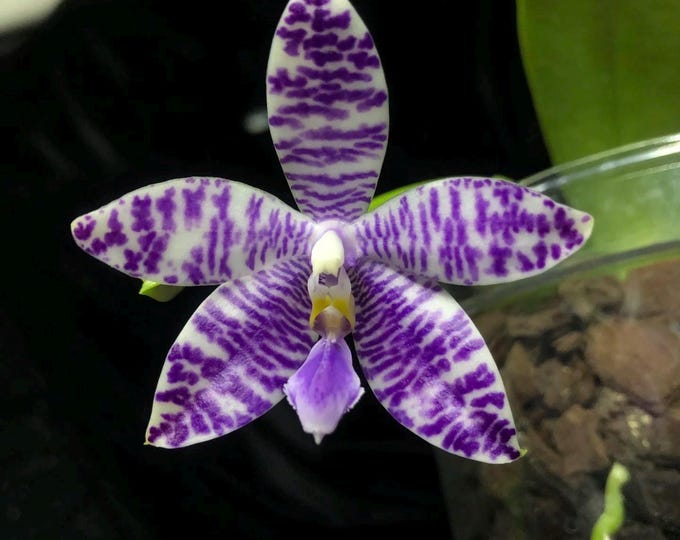 Phal Yangyang Blue Baby X Phal. LL Blue Bird (BTA205), Fragrant - Etsy