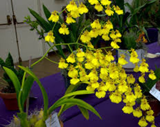 In Spike! Onc. Sweet Sugar 'lemon Drop' HCC/AOS, Amazing Sweet Citrus ...