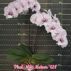 Phal. Miki Meteor '121', Unique Flower Pattern, Multifloral, Can Bloom ...