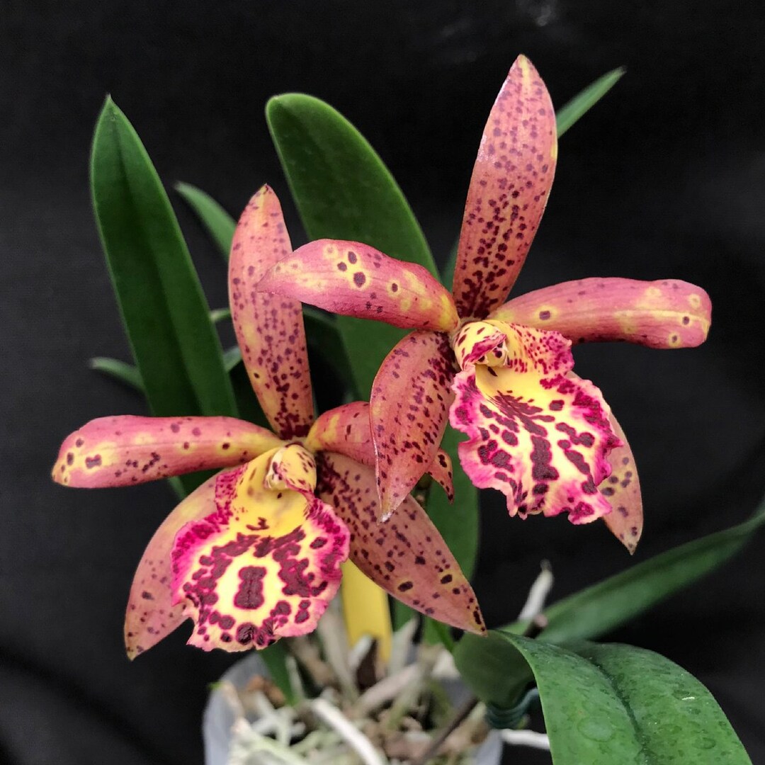 In Spike Night Fragrance Bc. Rustic Spots 'H&R' - Etsy