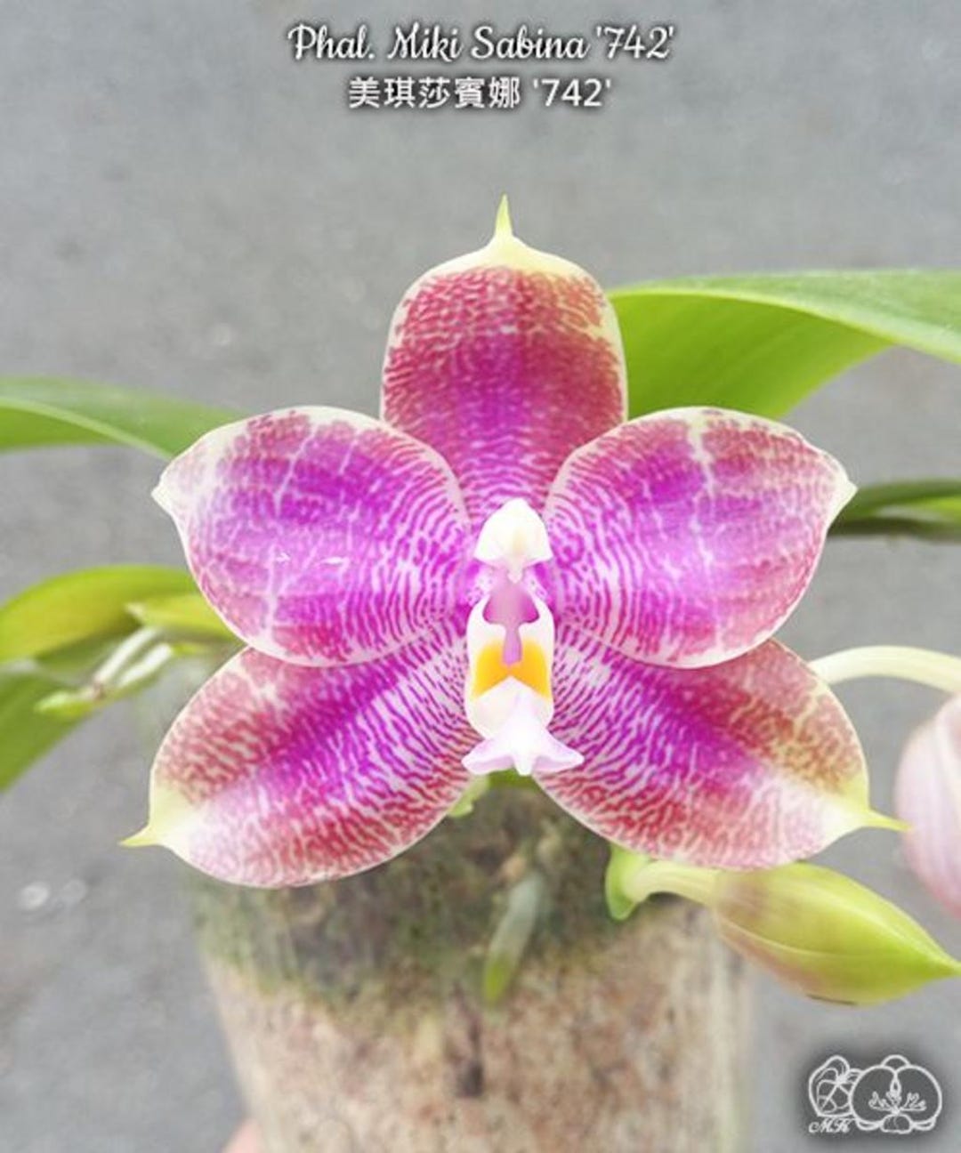Phal. Miki Sabina '742', Fragrant, Round Leaves! - Etsy