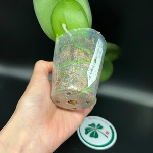 Phal. Mituo Reflex DD blueberry Jam MCL154 Juicy Flower - Etsy