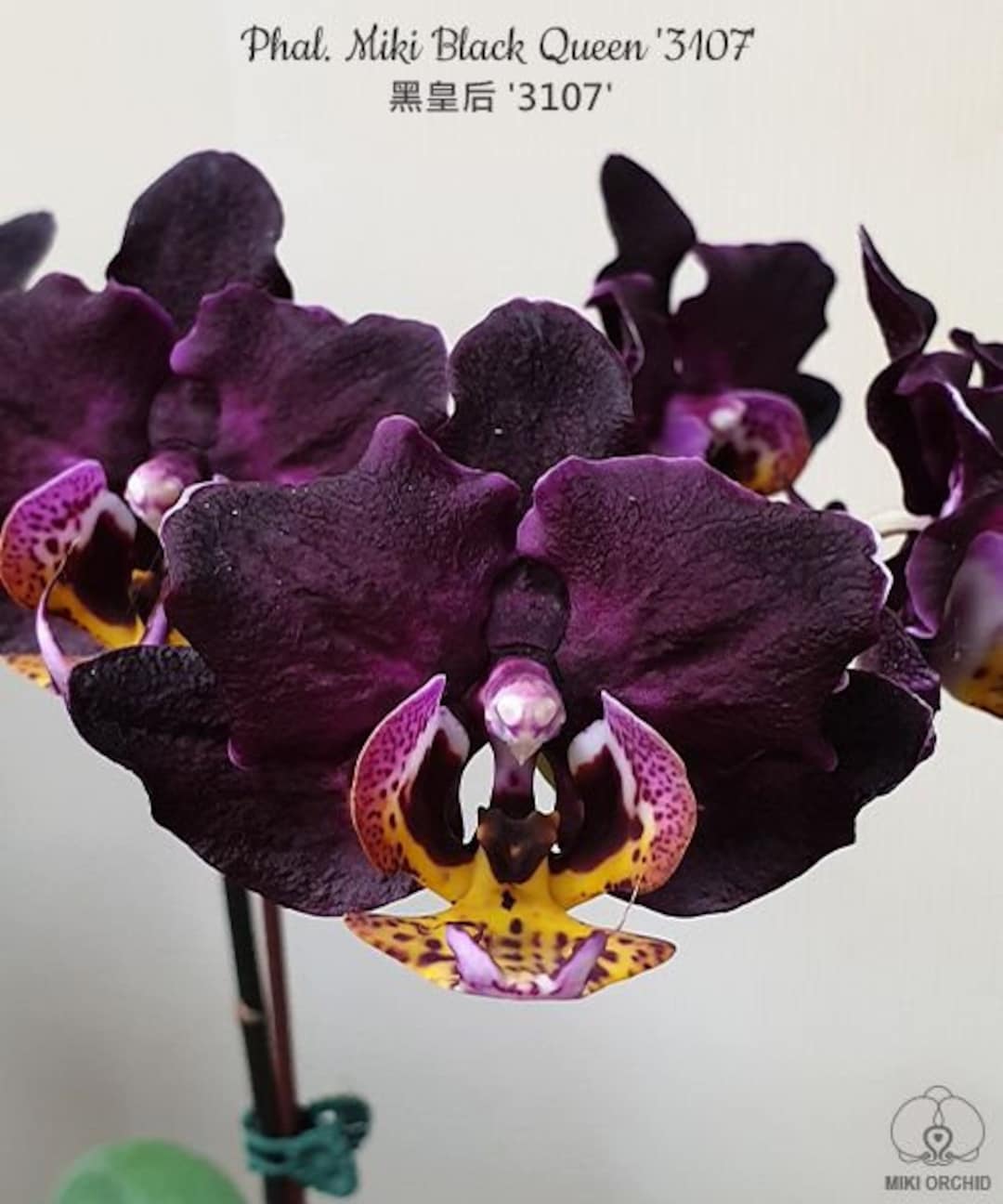 Phal. Miki Black Queen '3107', Unique Black Flowers - Etsy
