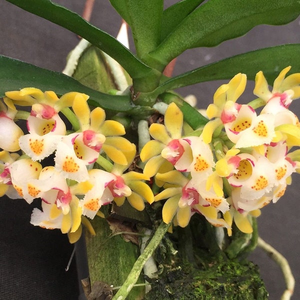 Yellow Mini Orchids - Etsy