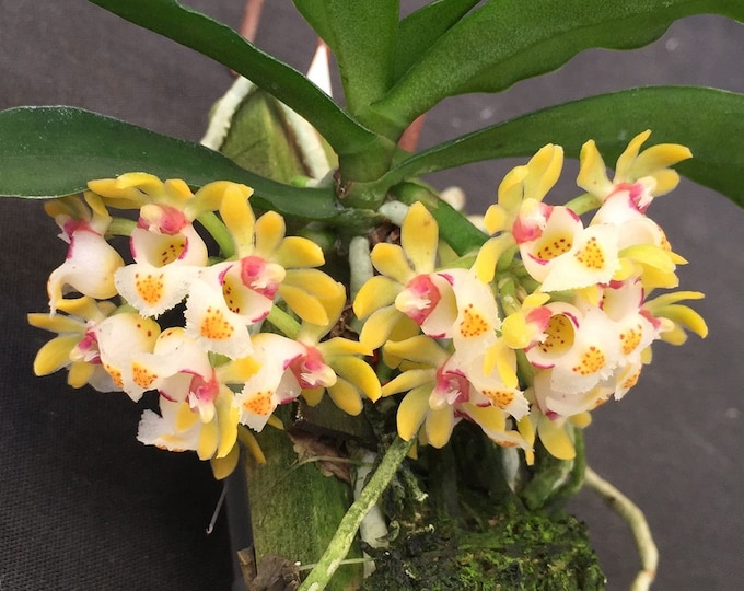 Gastrochilus Japonicus (makino, Yellow Pine Orchid) , Mini Orchid ...