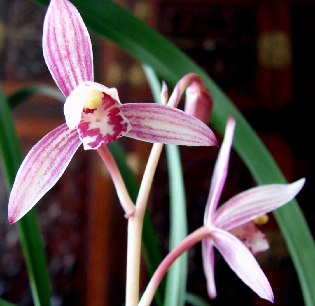 Cymbidium Ensifolium mr. Mayor shi Zhang Hong 建兰/四季兰 - Etsy