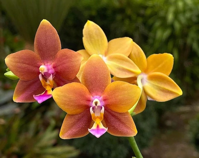 Phal. Meidarland Chambe, Very Pretty Bright Orange Flowers, Fragrant - Etsy