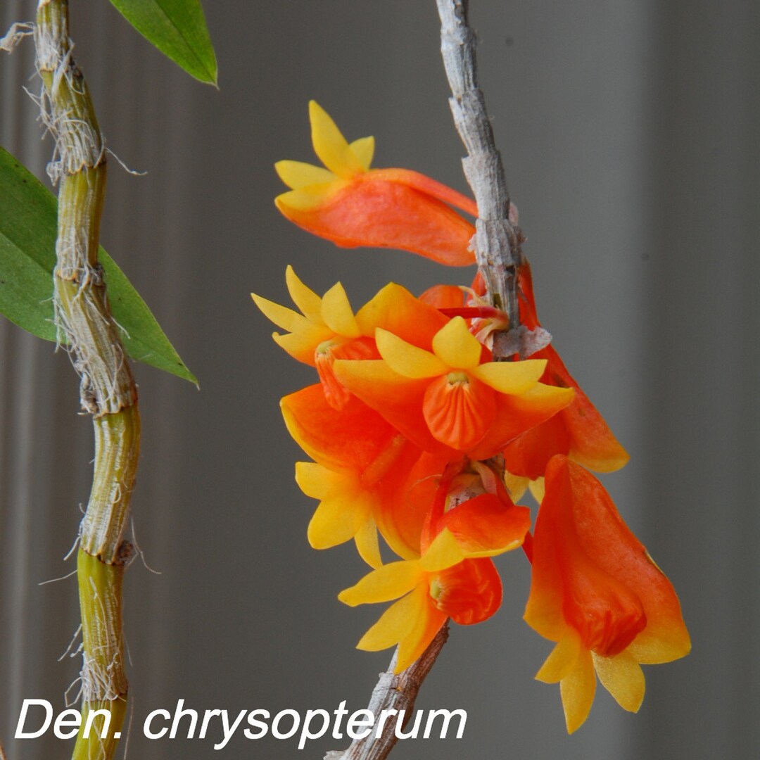 Den. Chrysopterum X Sib, Candy Corn Flowers, Fragrant! - Etsy