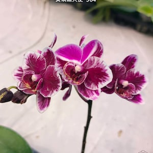 Phal. Miki Black Angel '364', Unique Dark Colored Flowers - Etsy