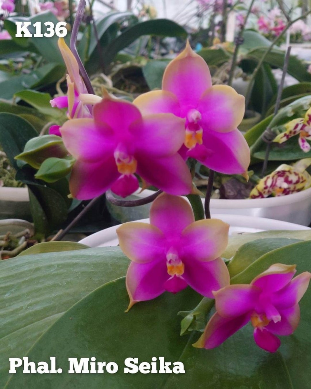 Phal. Miro Seika 'miro', Classic and Fragrant, Cute Round Leaves - Etsy