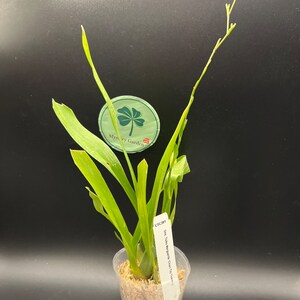 In Spike! Onc. Tsiku Marguerite Chian-tzy Yearning, Amazing Fragrance ...