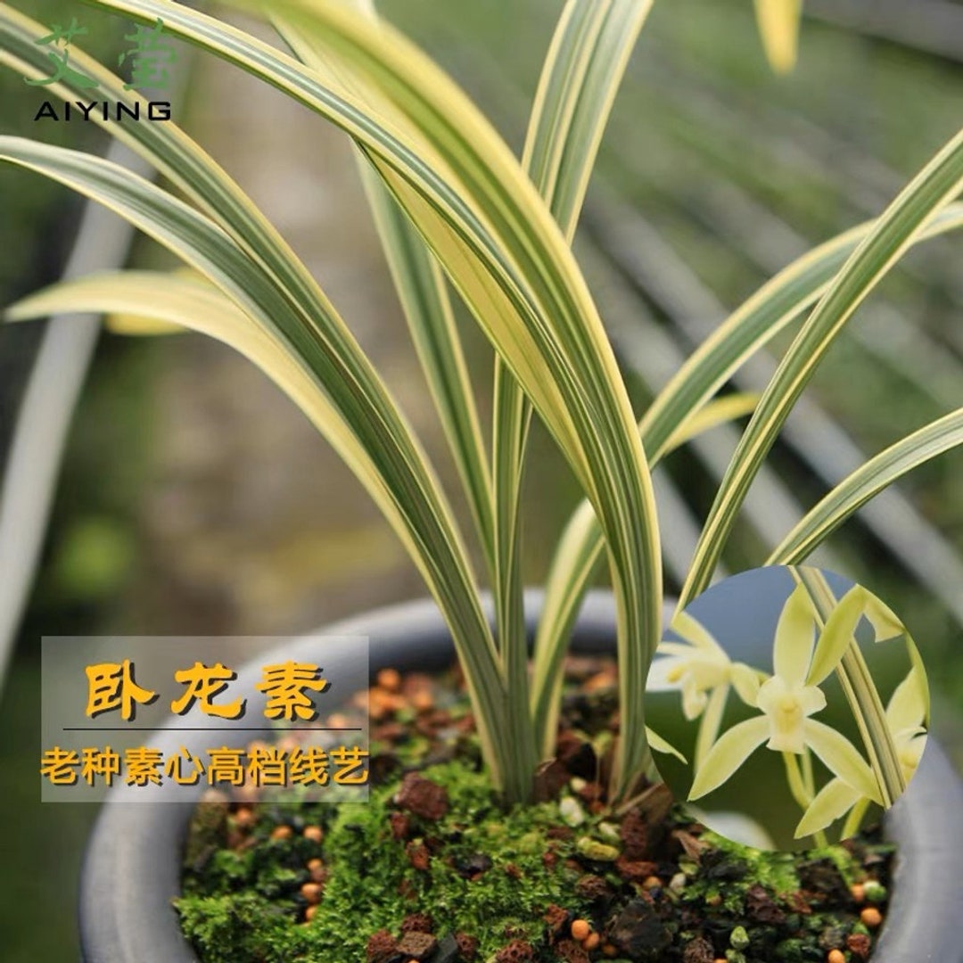 Cymbidium Ensifolium ‘wo Long Su’, 建兰 ‘卧龙素’, Variegated Leaves and Easy ...