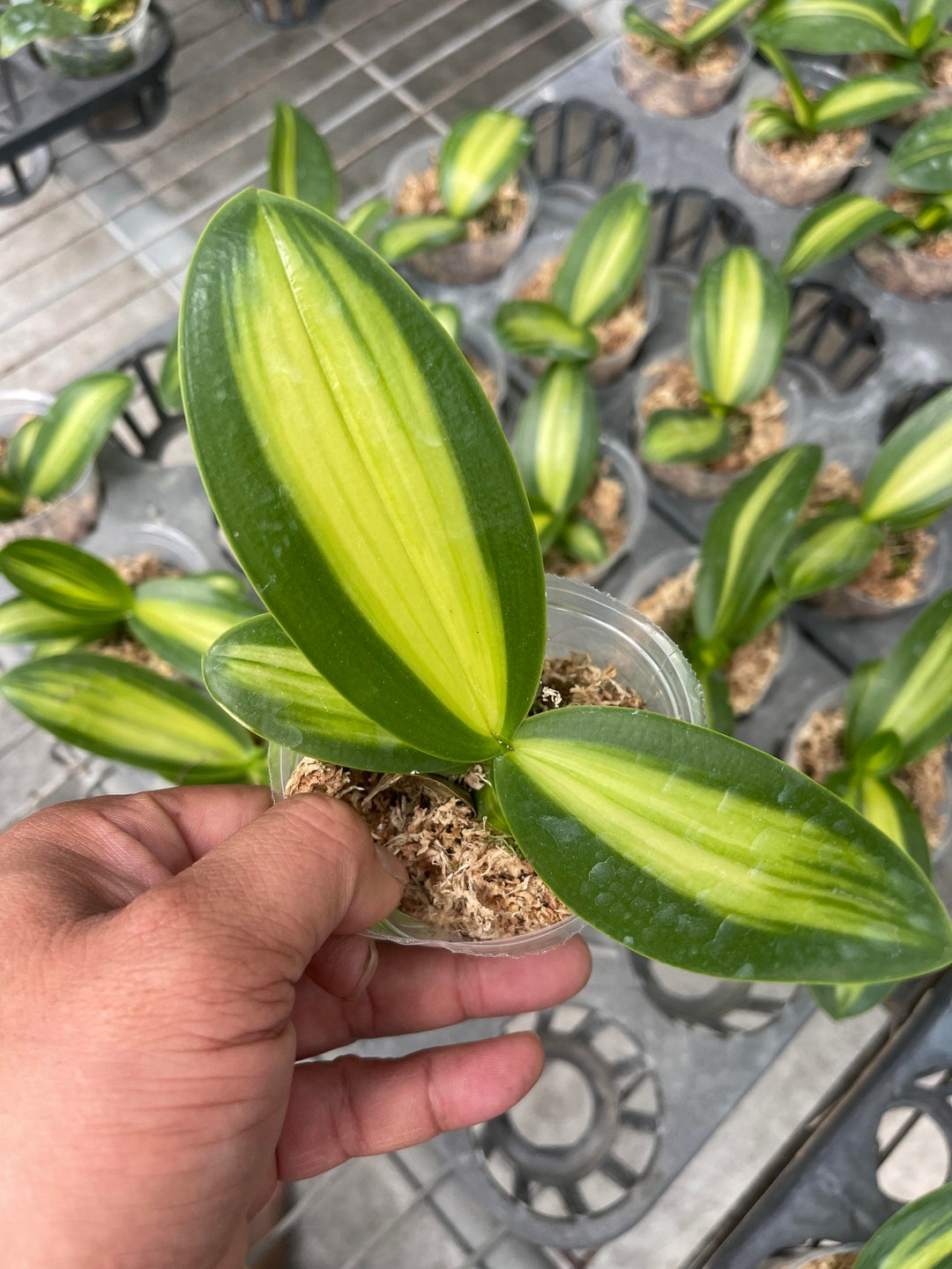 Very Rare Phal. Amabilis inner Variegata Orchid Species - Etsy