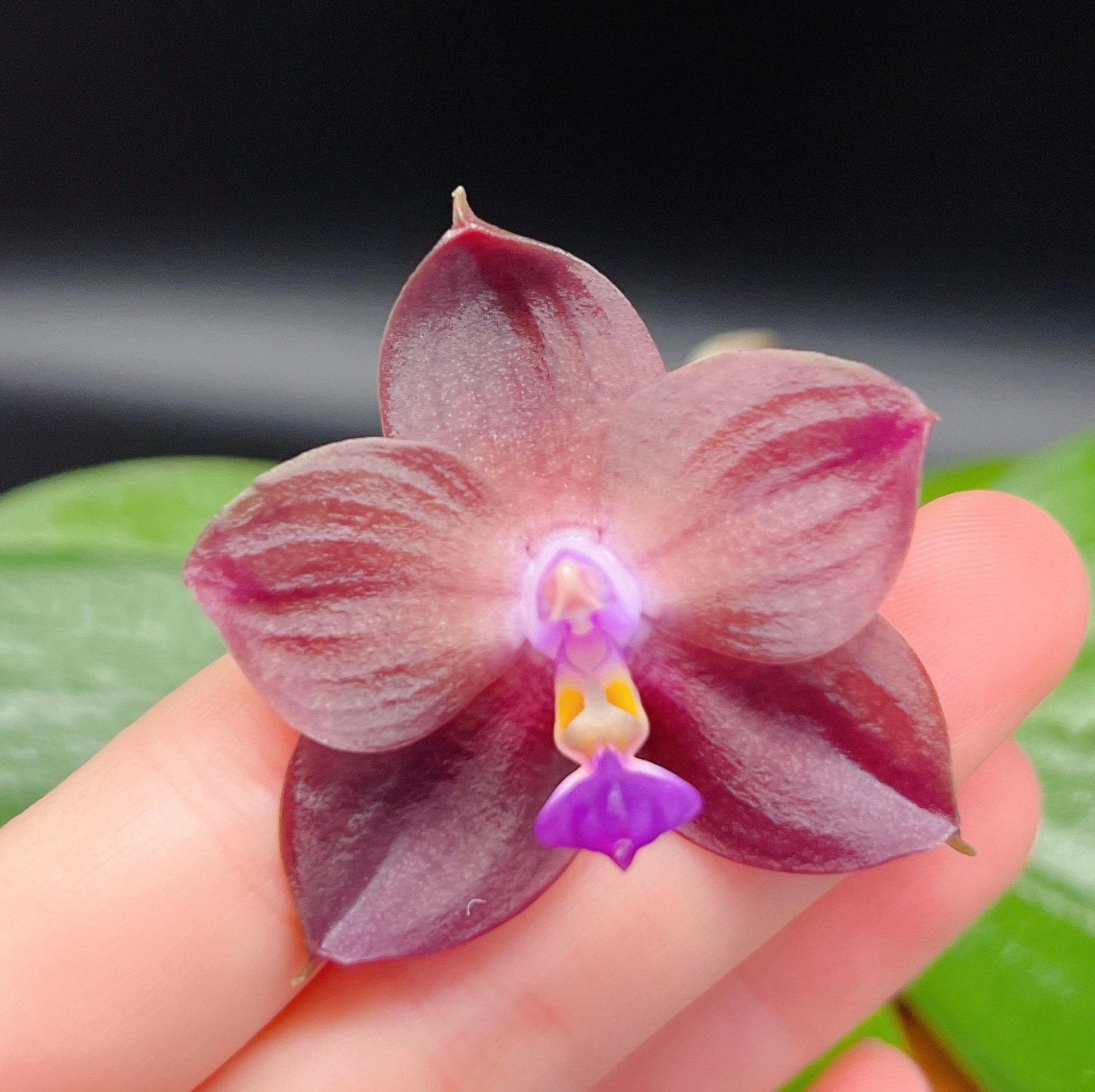 New and in Spike Phal. Mituo 24 Solar Terms black Angel - Etsy