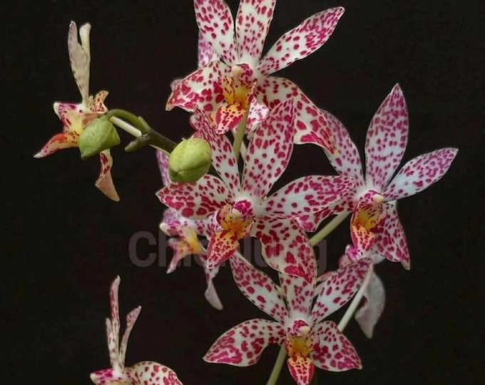 Very Rare Hybrid! Renanthopsis Chienlung Star River BM/TOGA, Big ...
